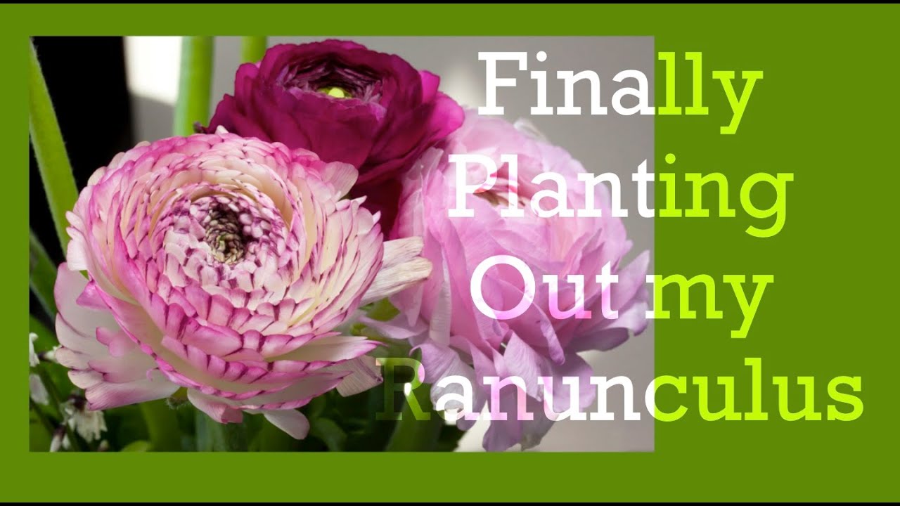 Ranunculus update. Planting up in ZONE 8 & garden tour. From pre ...