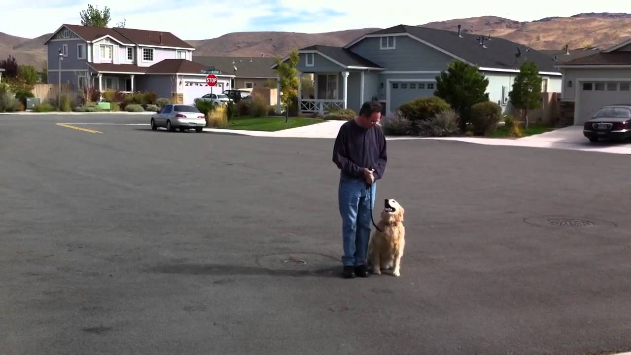 How To Use Dynamic Movement To Improve Your Dog's Attention - YouTube