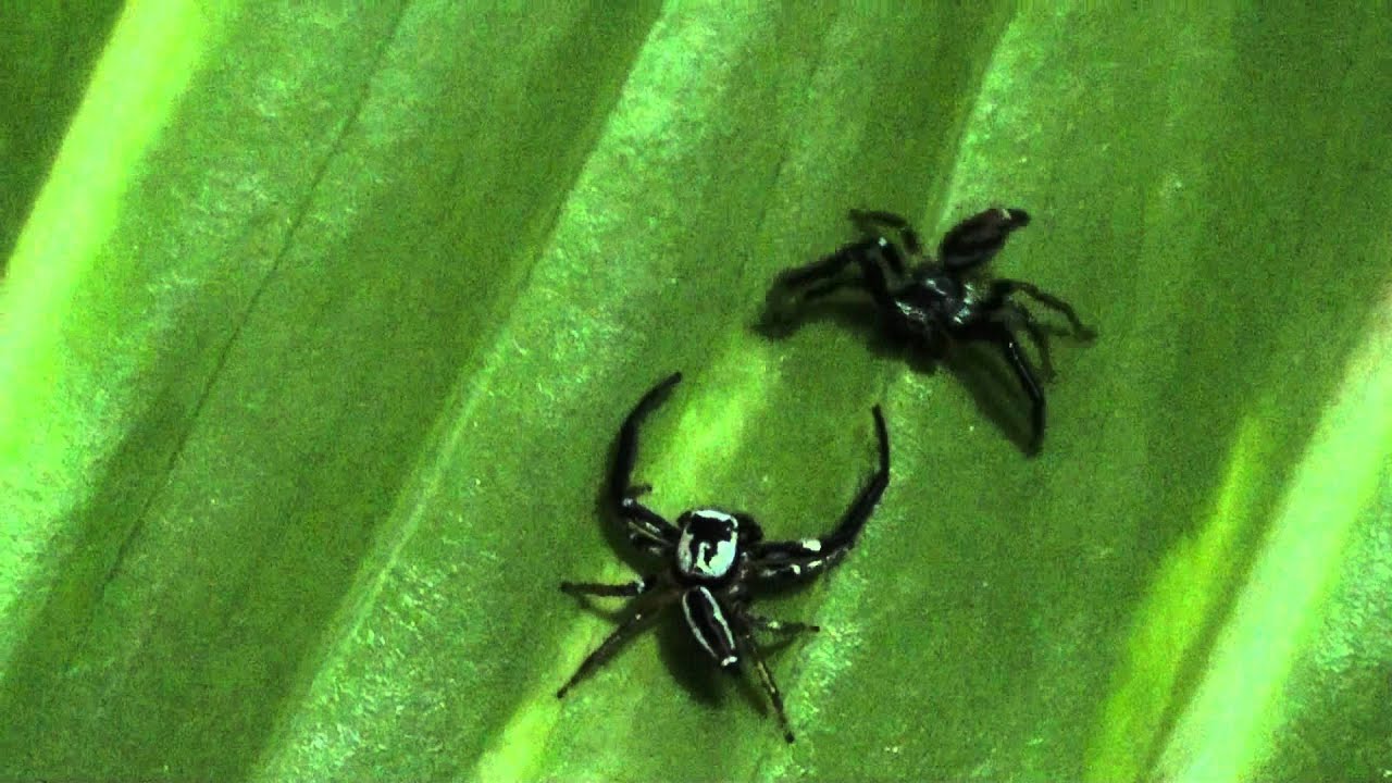 Rudy's Red Devil (Bottom) V Ricky's Spade (Top) 161211 - YouTube