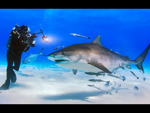 National Geographic Wild Legends of the Ice World BBC Documentary