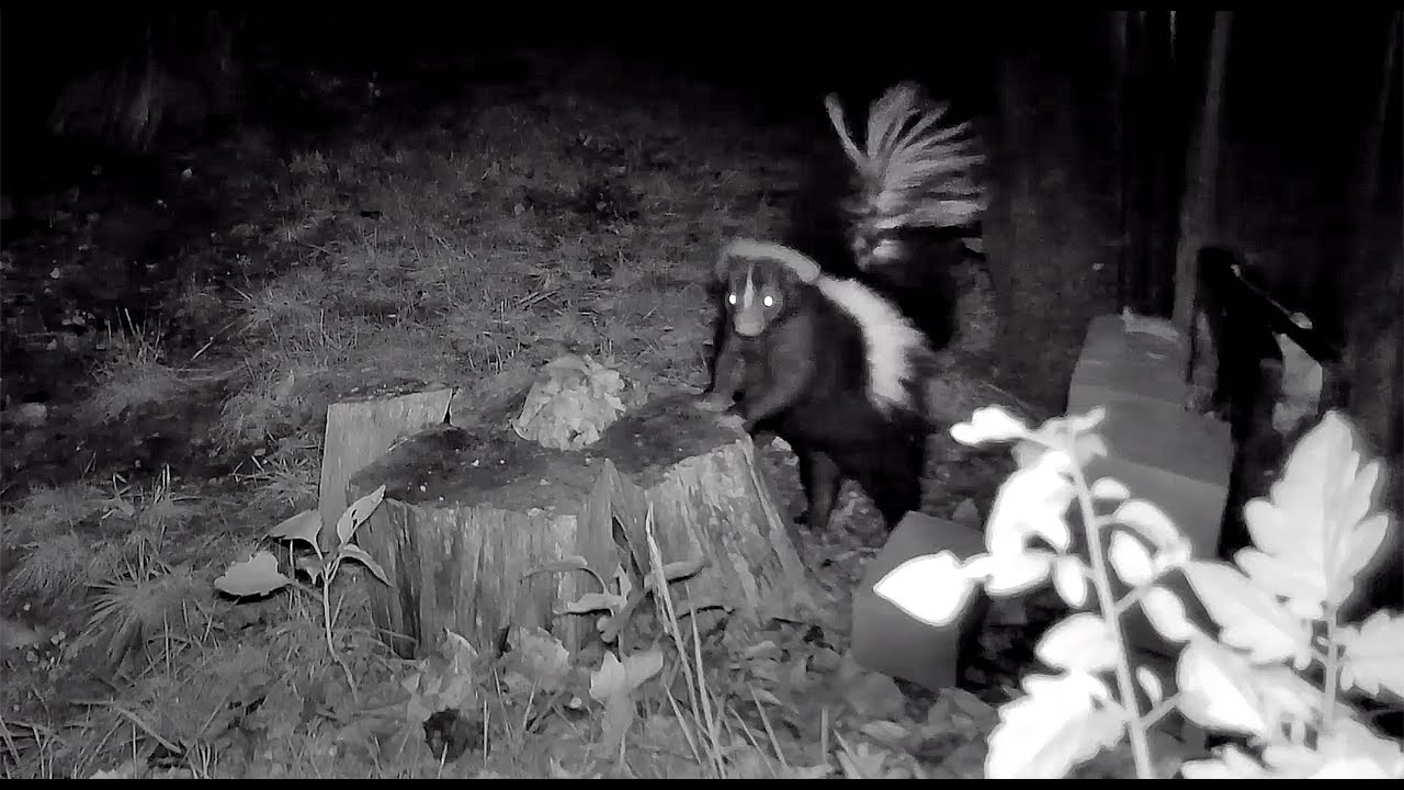 Fox Scared Off by Skunk - Caught on Trail Camera - YouTube