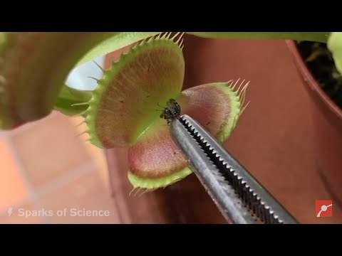 How Do Carnivorous Plants Digest Insects Science Fair Project