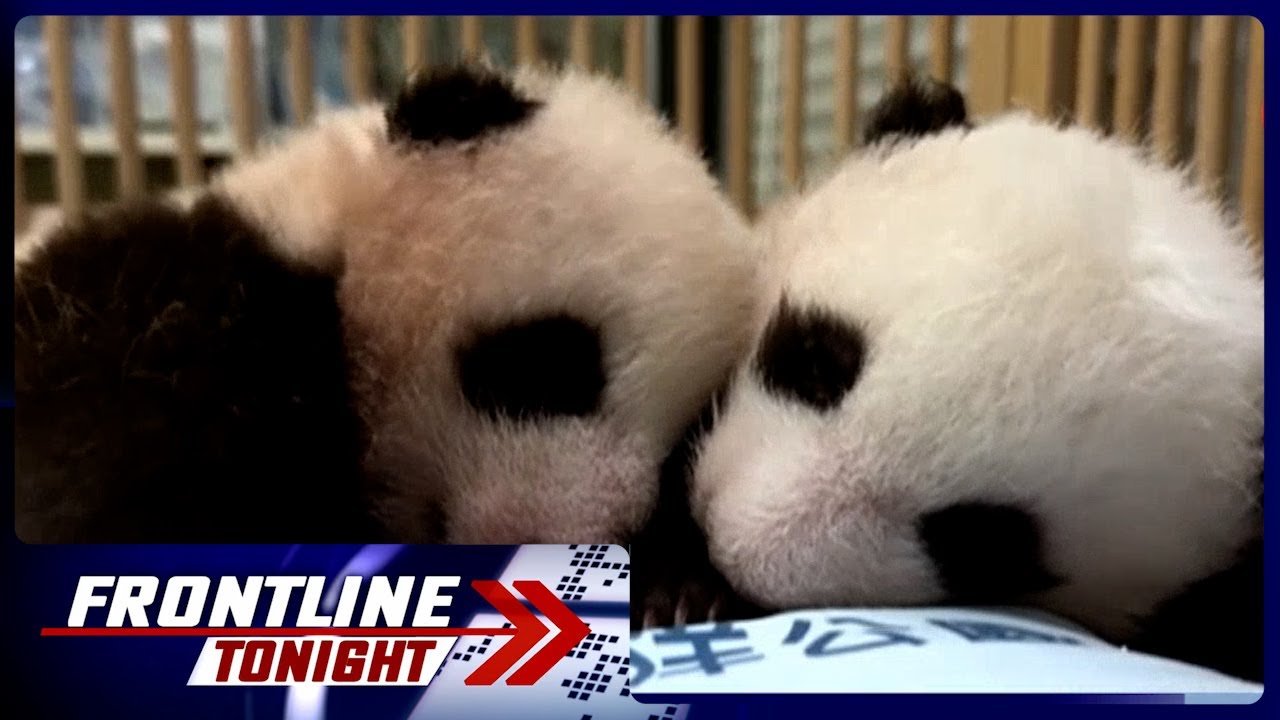Twin panda na Hong Kong, ipinagdiriwang ang ika-100 araw | Frontline ...