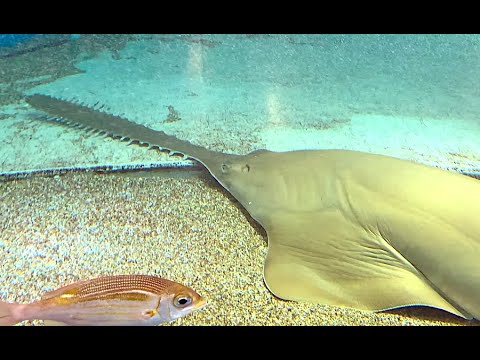 グリーンソーフィッシュ Longcomb sawfish Pristis zijsron - YouTube