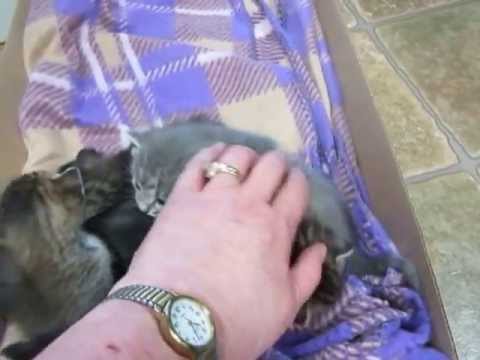 Star Wars Kittens make the move....