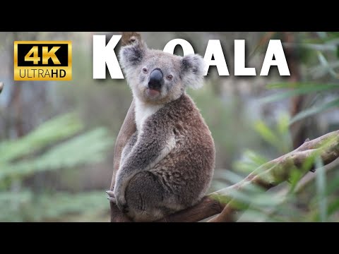 Cute Koala 4k founds in Australia | God Creation 4k