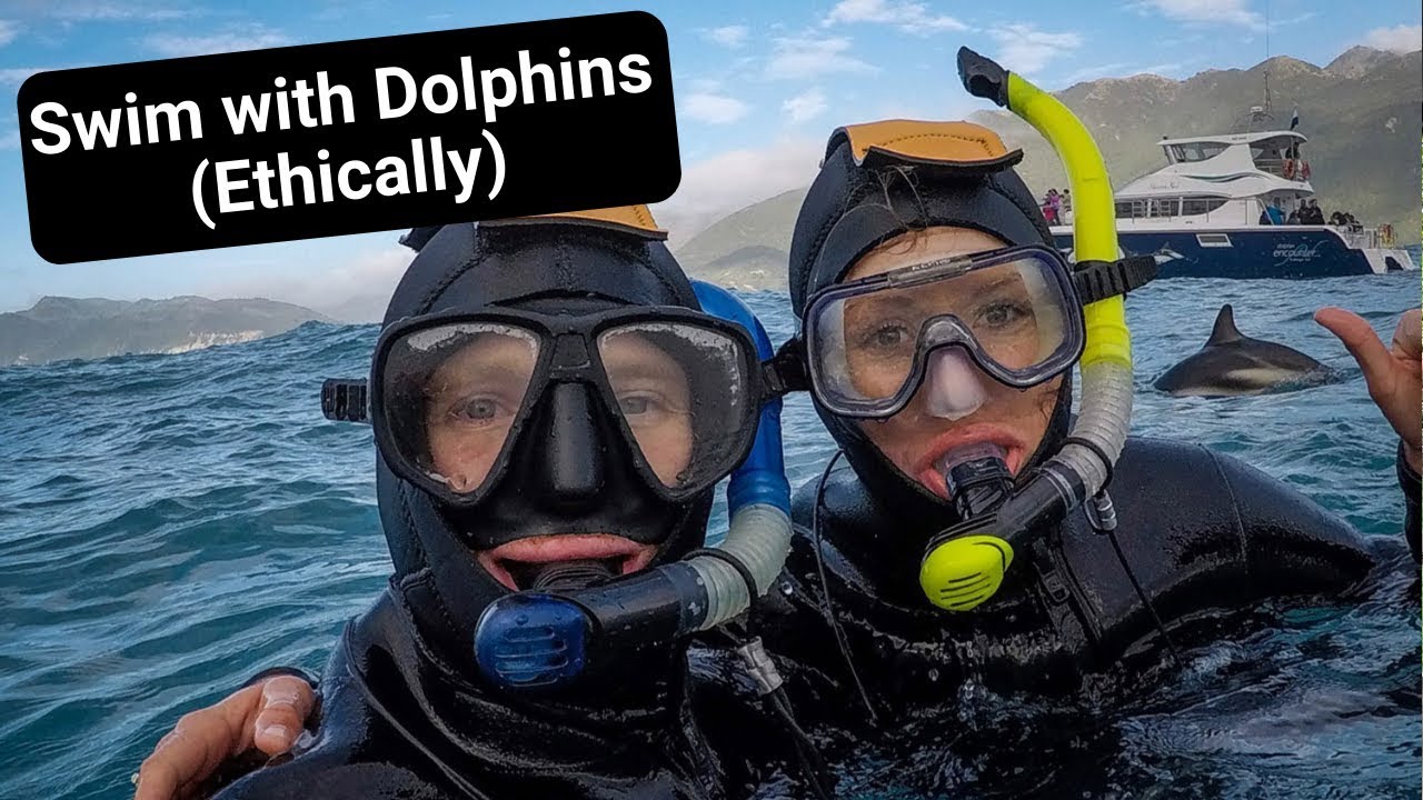 Swimming with Wild Dolphins in New Zealand | Ethical Animal Encounter ...