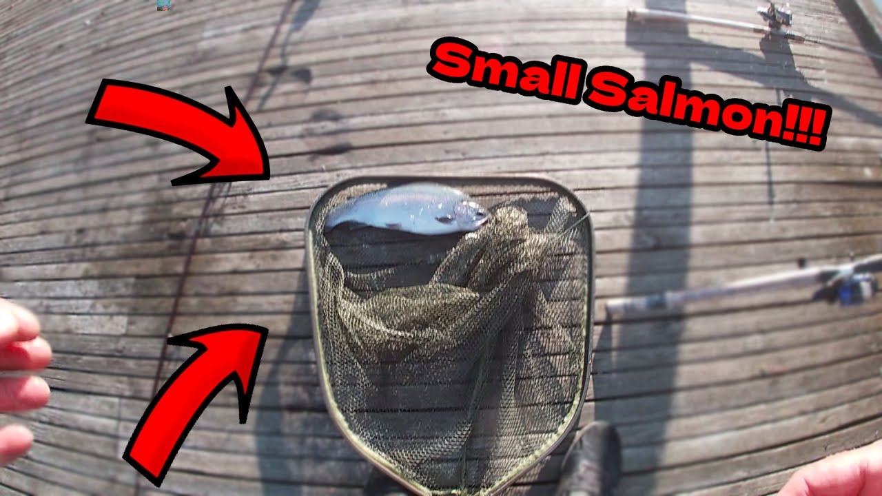 CATCHING SOME SMALL SALMON TODAY!!! - YouTube