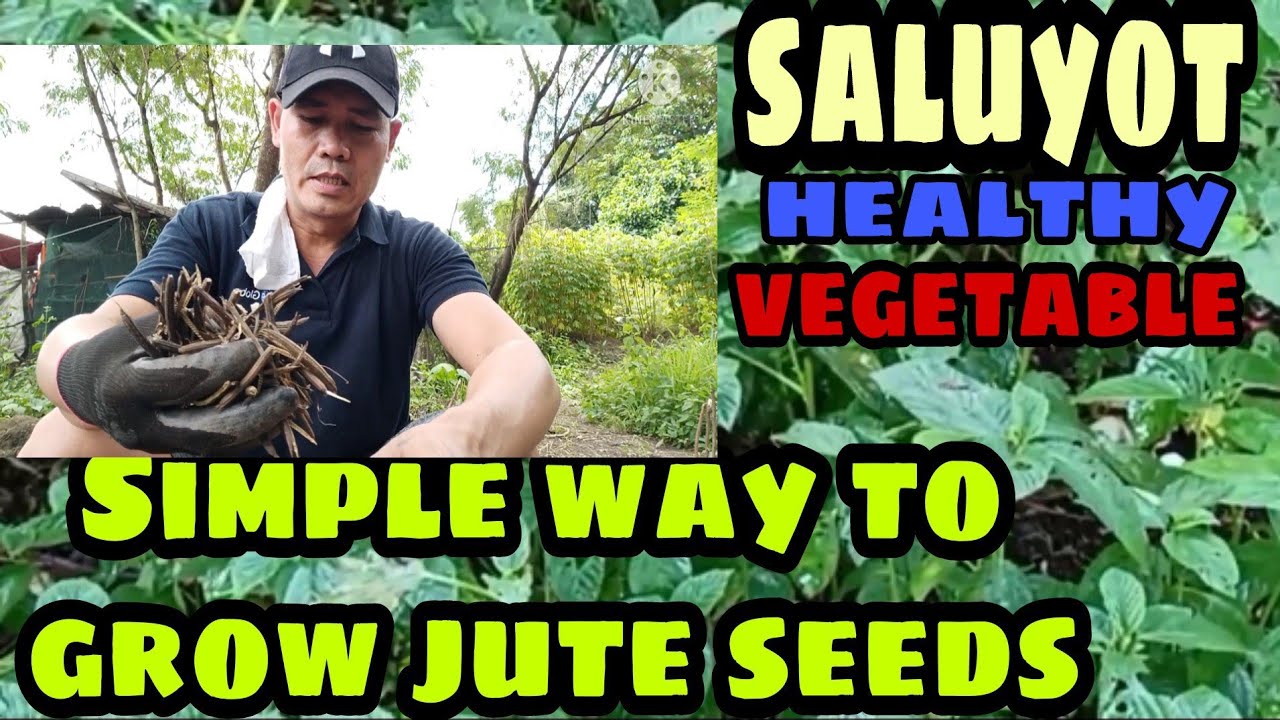 How to grow jute seeds@vic bis TV - YouTube