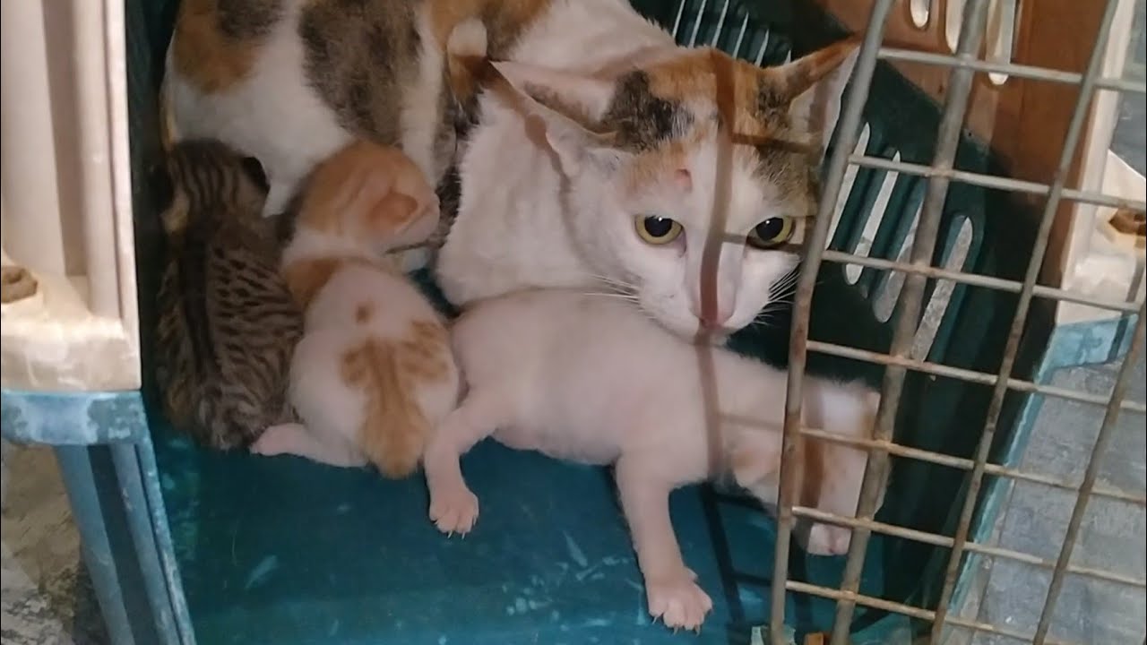 Mom Cat Is Wild She Is Hiding Behind Her Small Kitten - Adorable Kitten ...