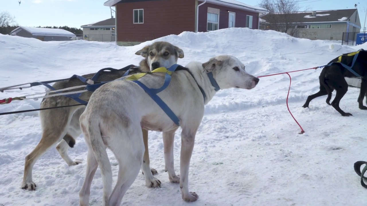 Dogsledding in Bloodvein First Nation - YouTube