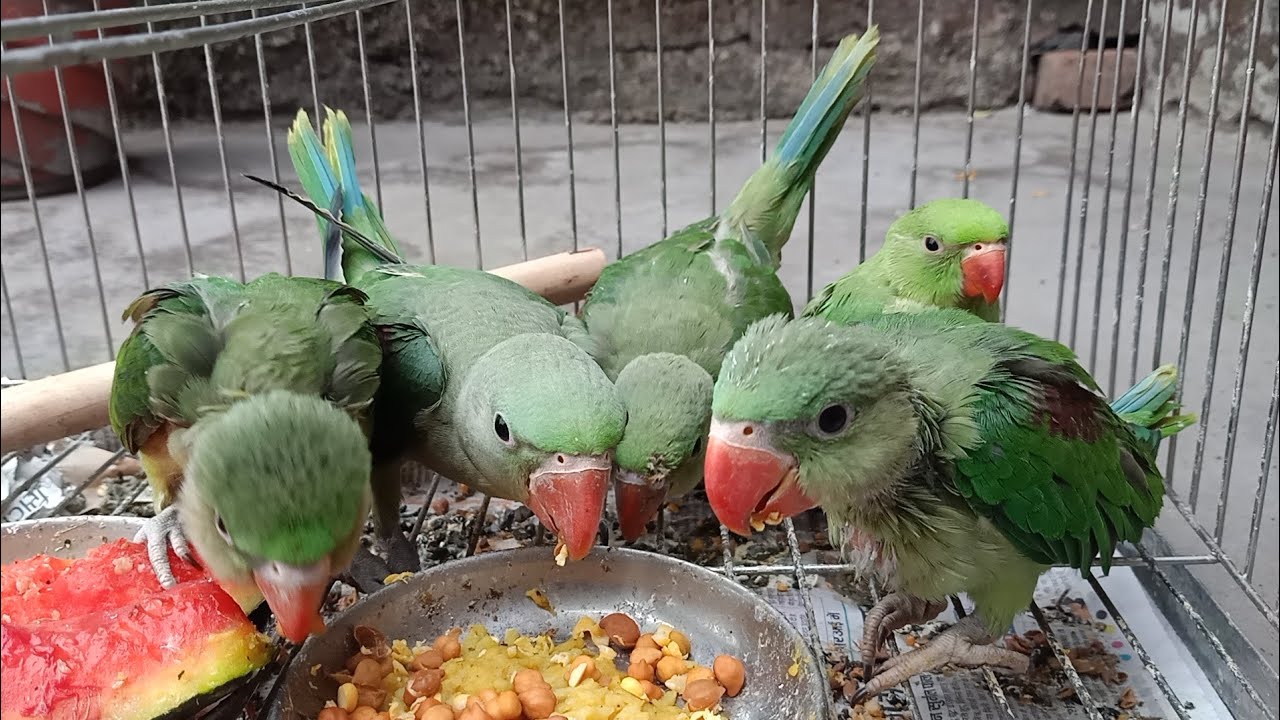 Hand Tame Parrot - YouTube