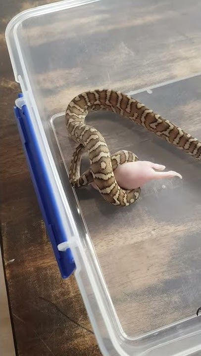 Feeding a bredli carpet python - YouTube