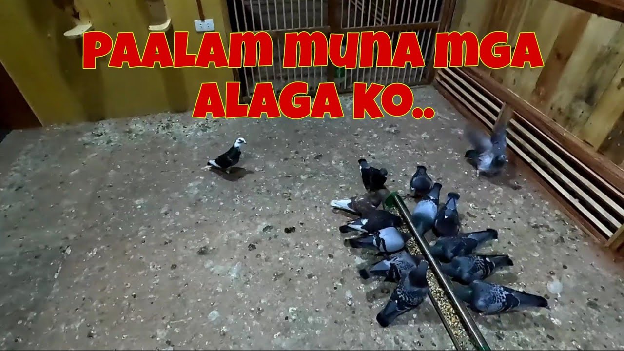 Iwan muna natin ang mga ibon | Iba na muna ang mag aalaga sa kanila ...