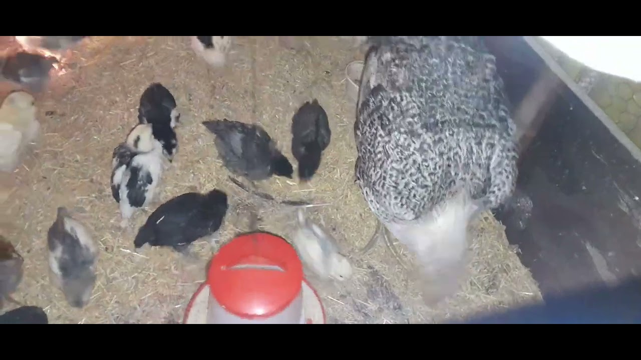 Pooria farm - YouTube