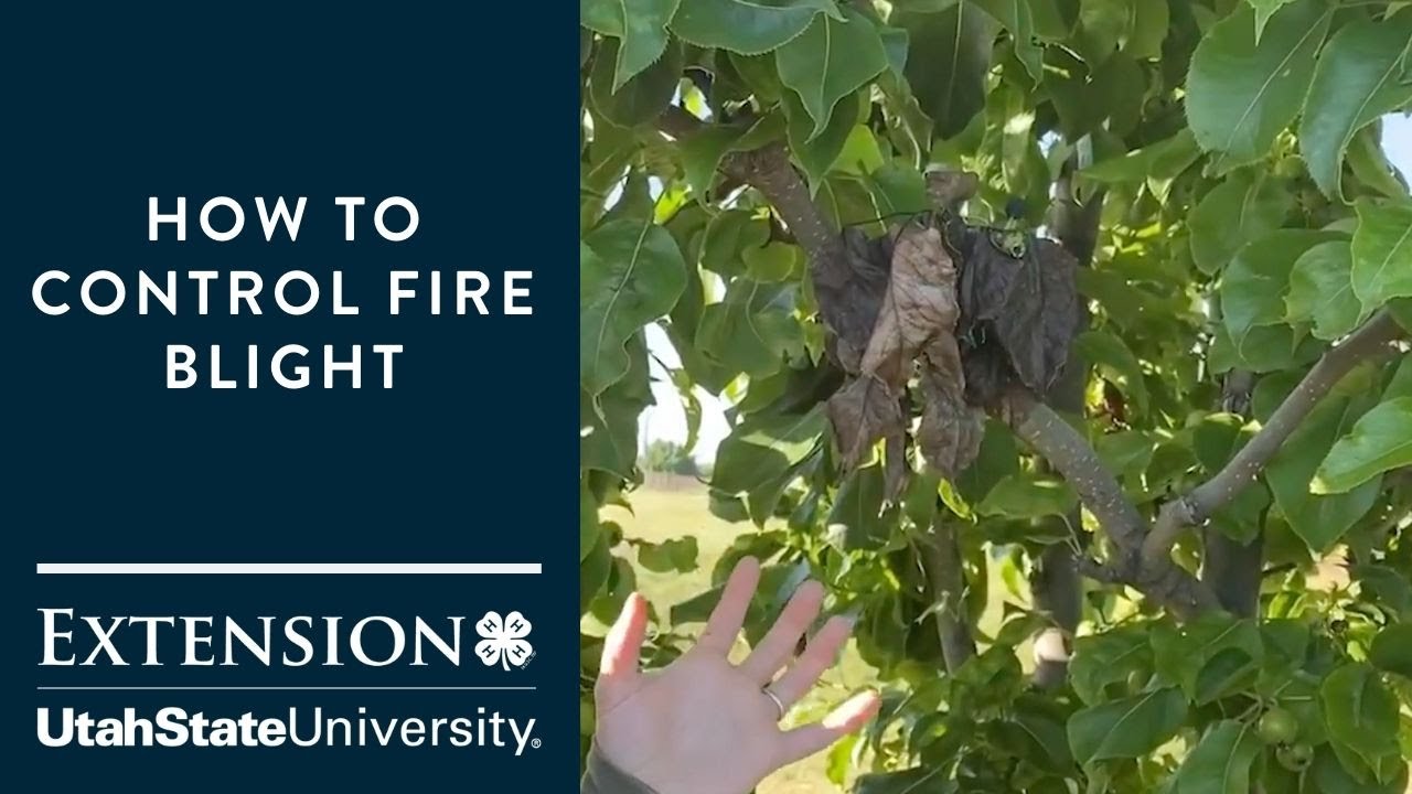 How to Control Fire Blight - YouTube