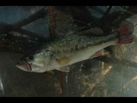 How to Fish Trees - YouTube