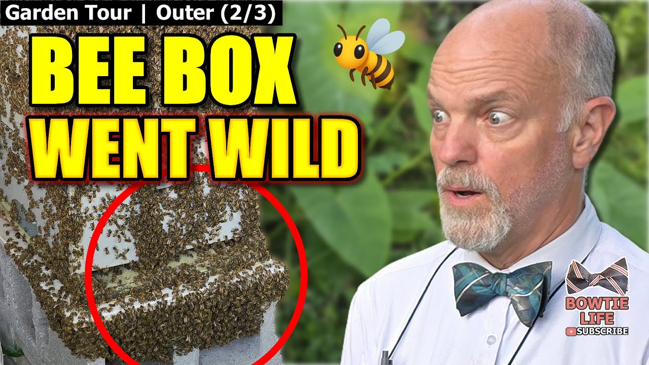 The Bee Box Exploded With Life 🐝 | Outer Garden Tour | July 2025 - YouTube