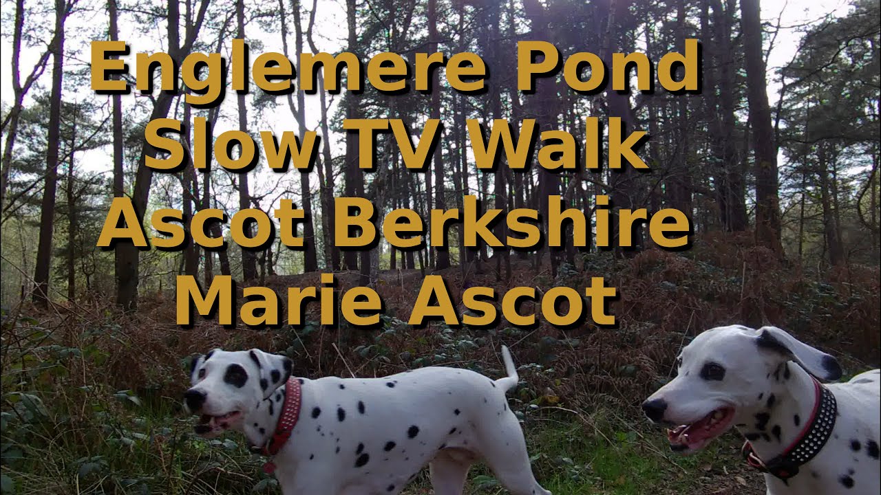 Englemere Pond Slow TV Marie Ascot Silently - YouTube
