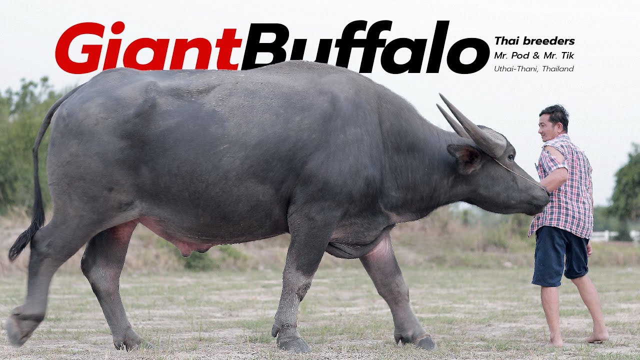 Thailand Obsessed with Giant Buffalo ! - YouTube