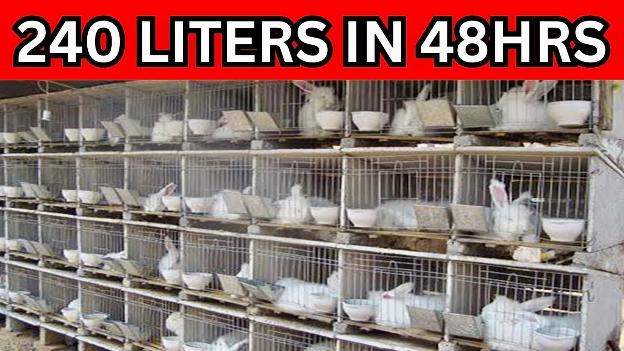 The Most Underrated Rabbit farming Practice You Can't Ignore - Watering ...