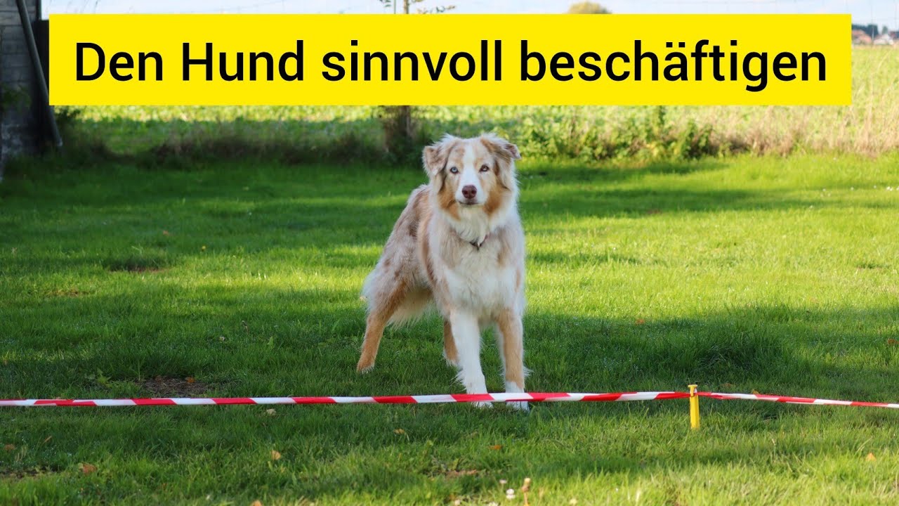 Den Hund sinnvoll beschäftigen | Ideen, um eine sinnvolle Beschäftigung ...