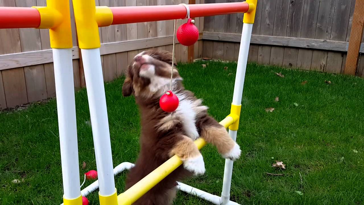 Australian Shepherd Puppy - Cooper 10 weeks old - YouTube
