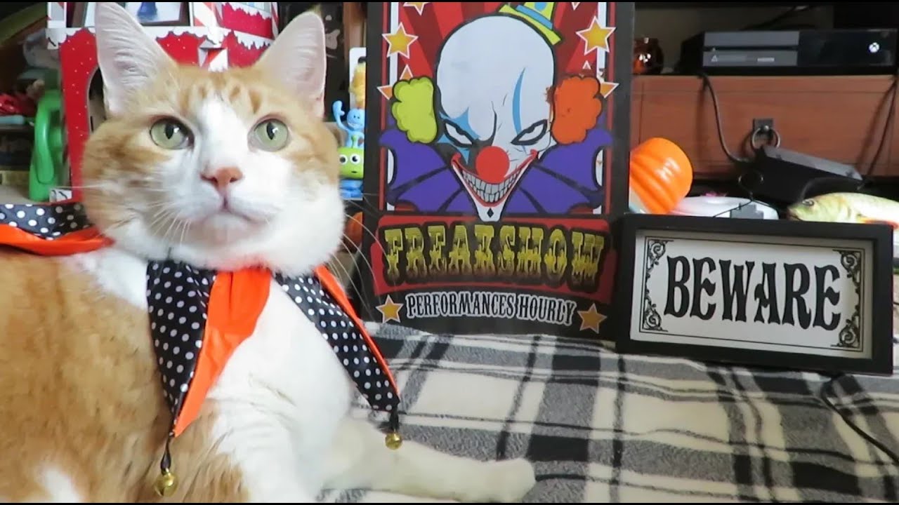 Cat Hosts A Carnival Show - YouTube