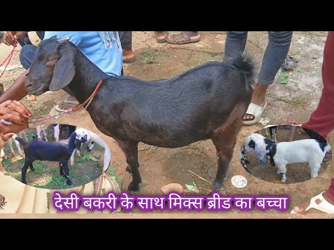 Bakra Mandi Bihar / Mix breed Goat & Kids - YouTube
