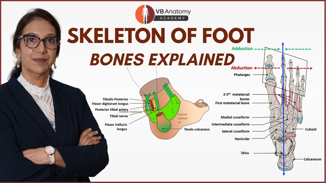 Skeleton of Foot: Bones Explained | Talus, Calcaneus, Navicular, Cuboid ...