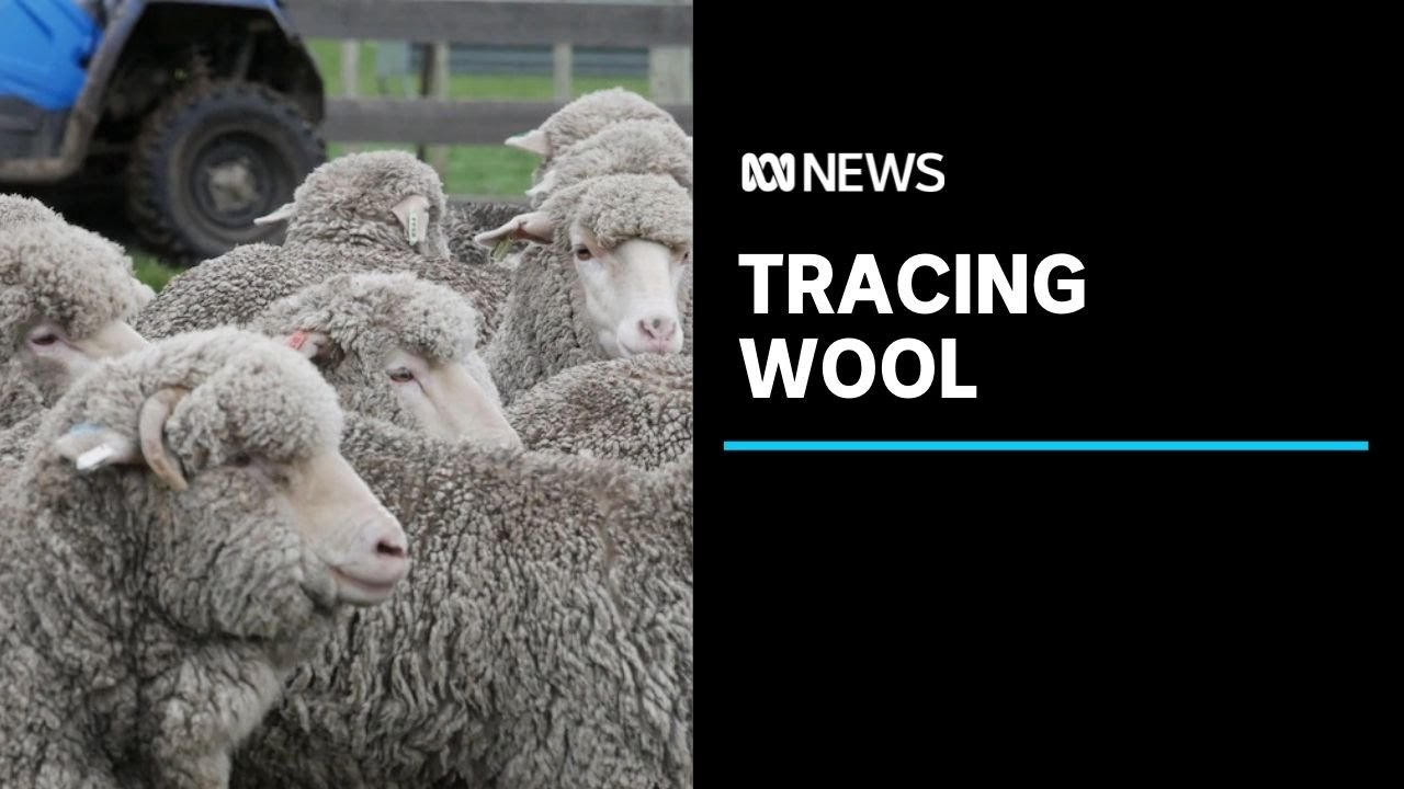 Paddock to store: How e-bales may help wool supply chain | ABC News ...