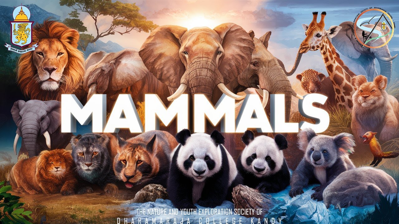 World of Mammals! | ECOSIA'24 - YouTube