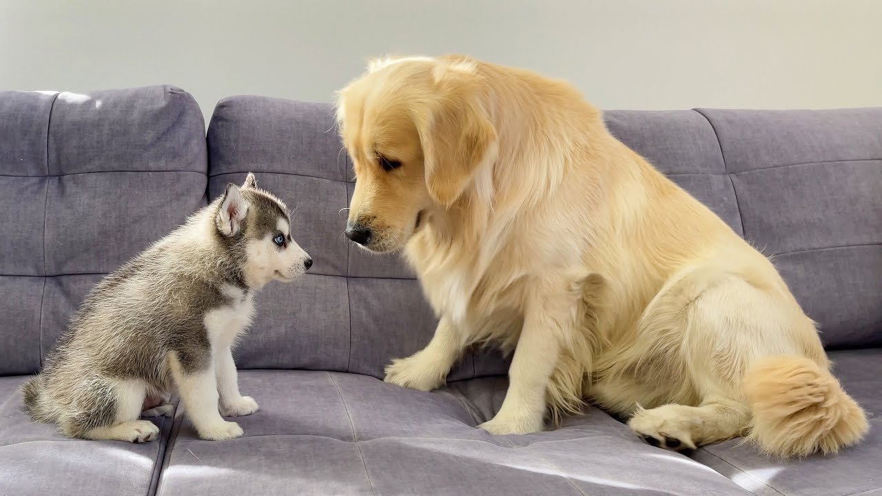 How a Husky Puppy and a Golden Retriever Became Best Friends [BEST ...