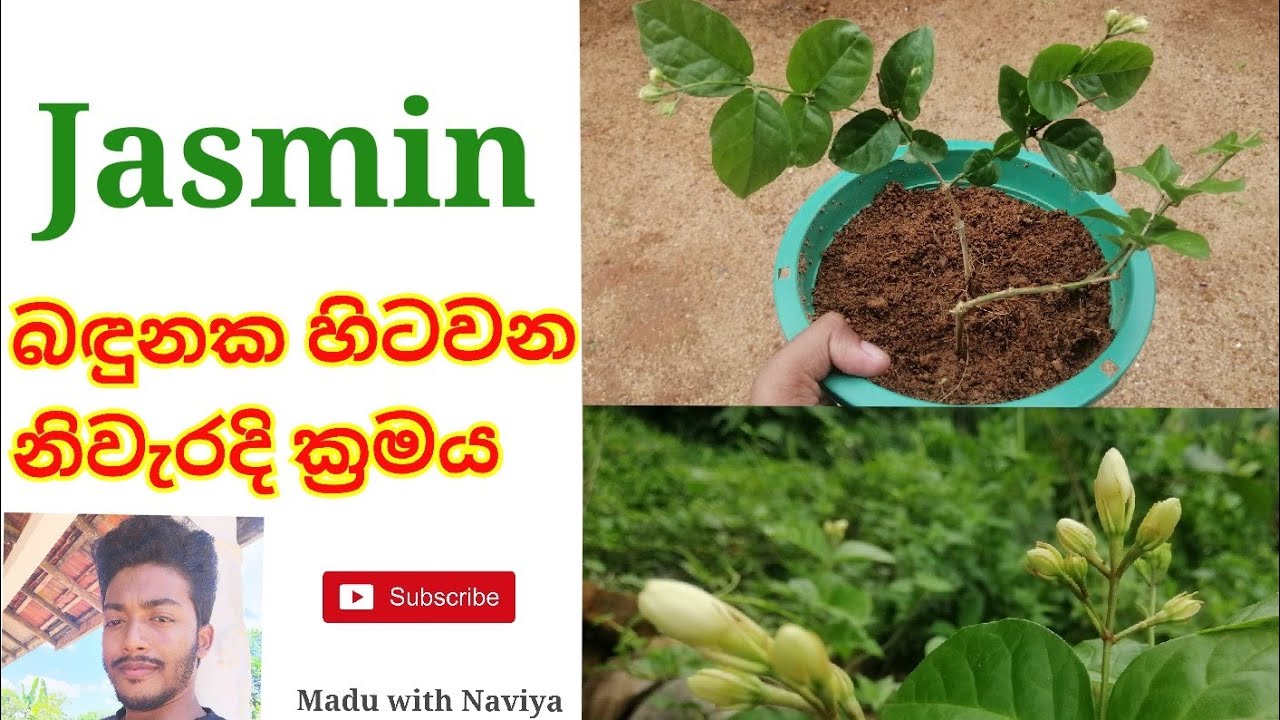 ජැස්මින් පැලයක් නිවැරදිව බඳුනක සිටුවන ආකාරය. How to grow a Jasmin plant ...