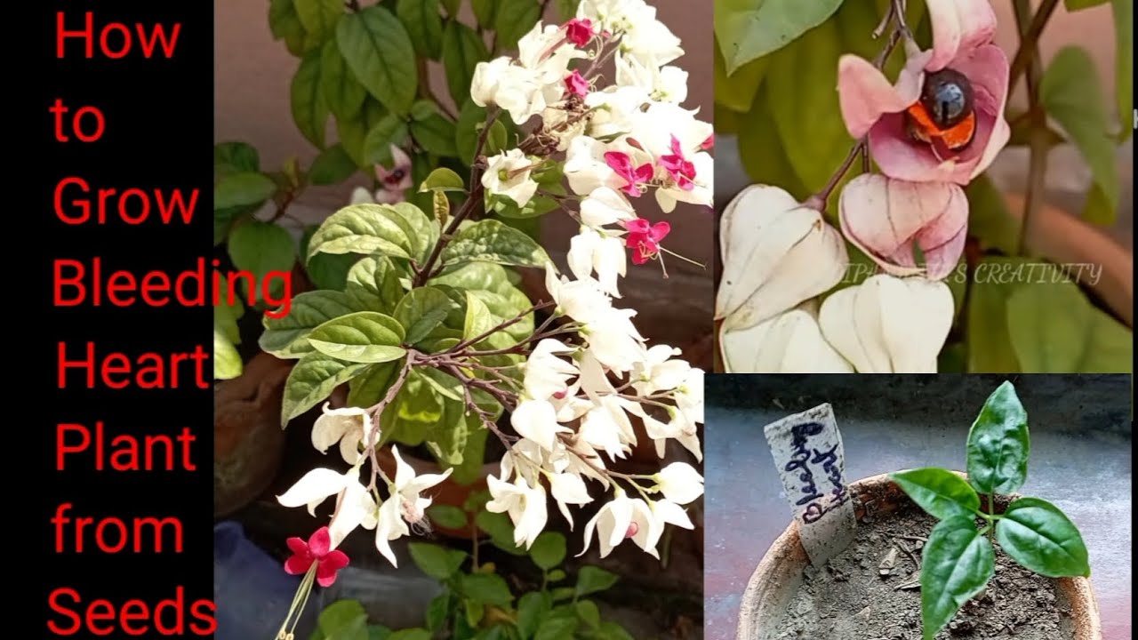 How to grow Bleeding Heart plant from seeds - YouTube