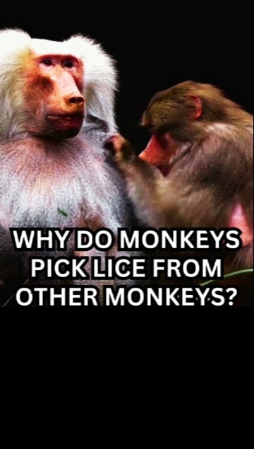 Why Do Monkeys Pick Lice from Other Monkeys? #shorts #monkey #animals ...