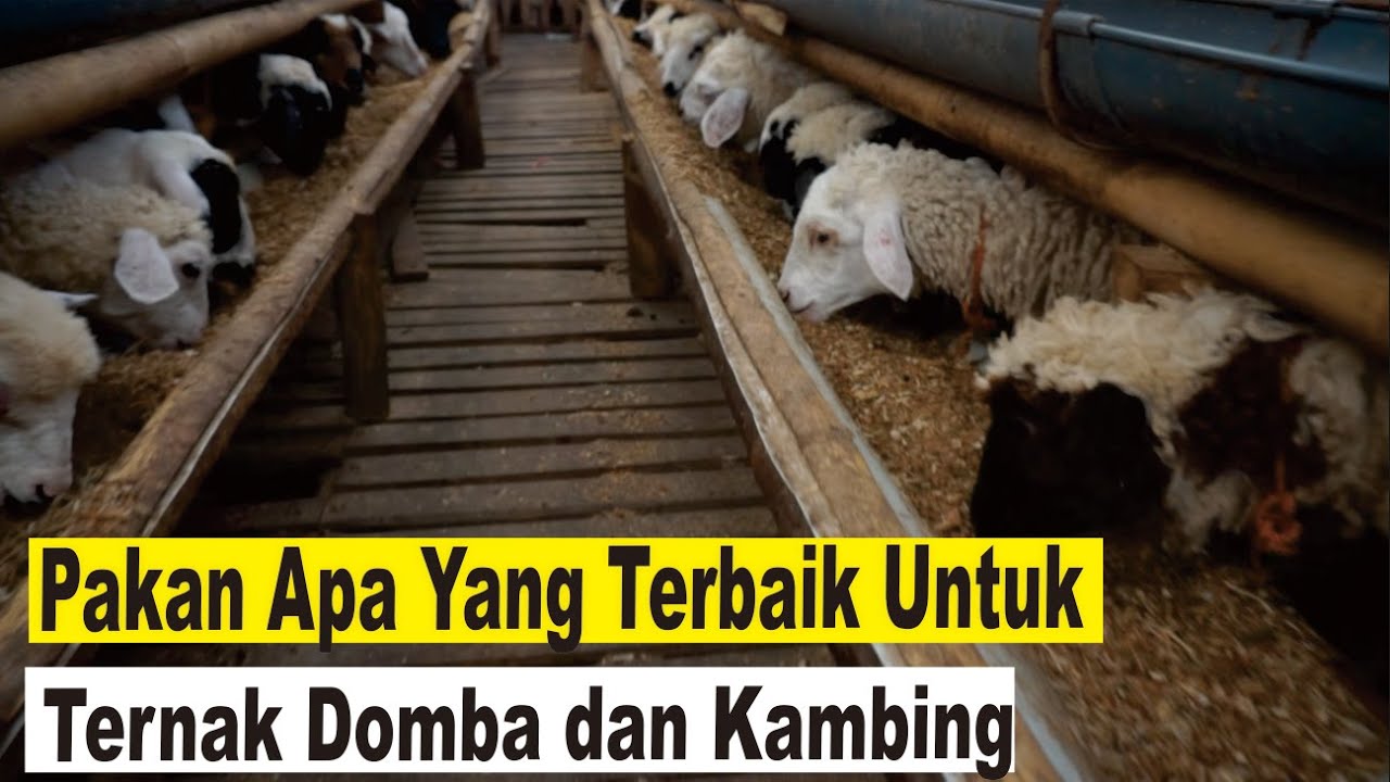 Pakan Apa Yang Terbaik Untuk Ternak Domba dan Kambing? - YouTube