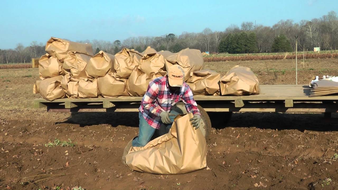 Lifting Tree Seedlings | Bare Root Liners - YouTube
