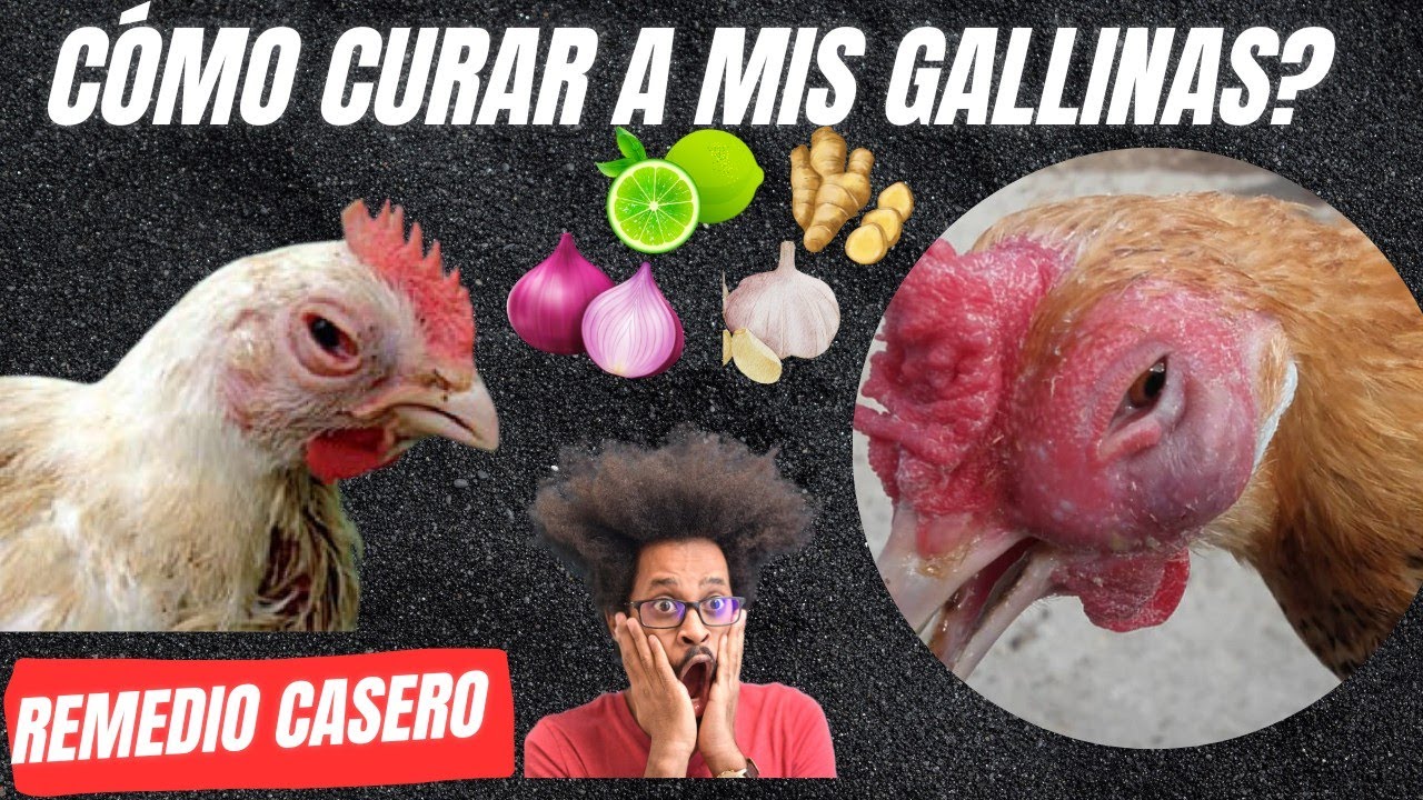 🐔CÓMO CURAR EL MOQUILLO, RONQUERA Y OJO INCHADO DE MIS GALLINAS 🐔 ...