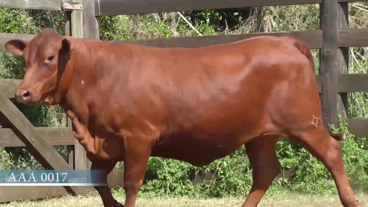 Gado Senepol - Trinca de Az AAA 0017 - YouTube