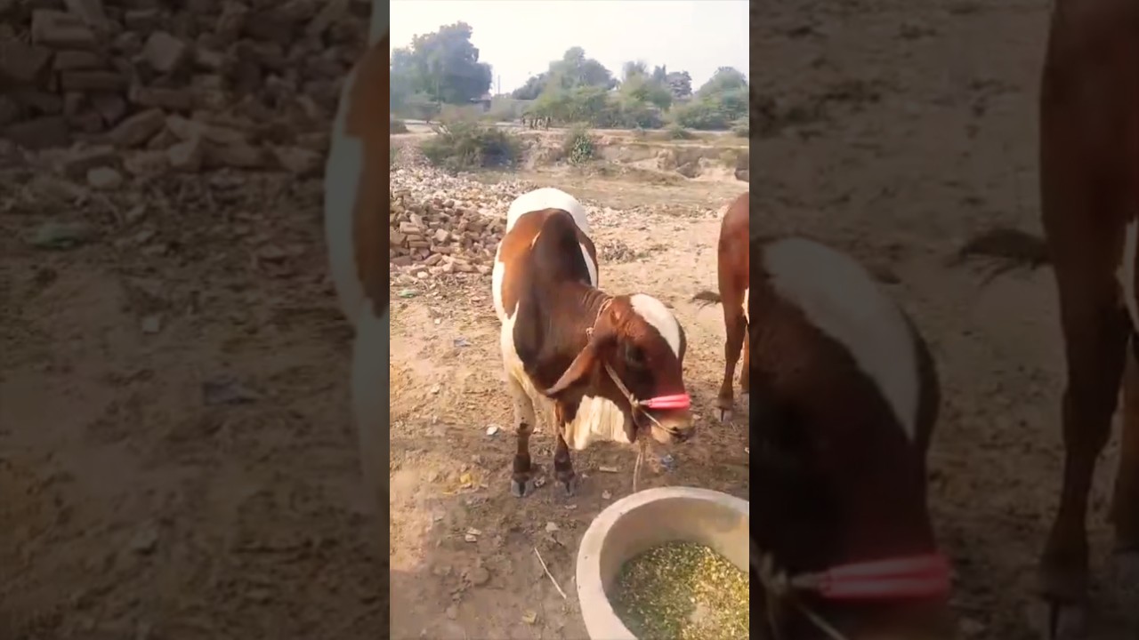 Dadu Cow Bulls | Cattle Farm in Dadu - YouTube