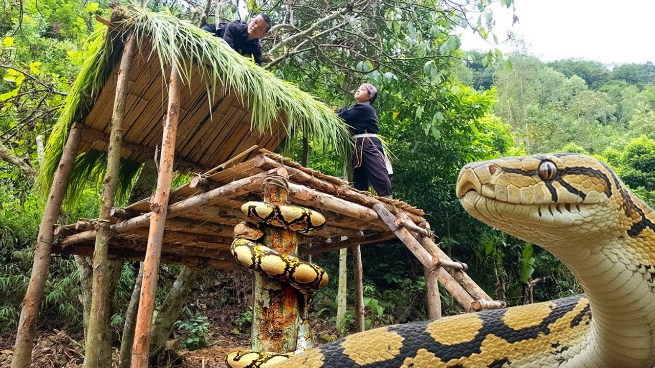 Terrifying Moment a Giant Python Approaches a Dwarf Family Living in a ...