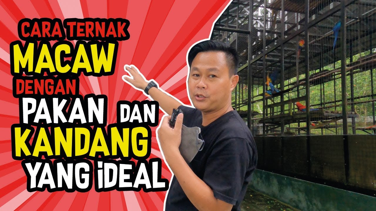 CARA TERNAK MACAW DENGAN PAKAN DAN KANDANG YANG IDEAL - YouTube