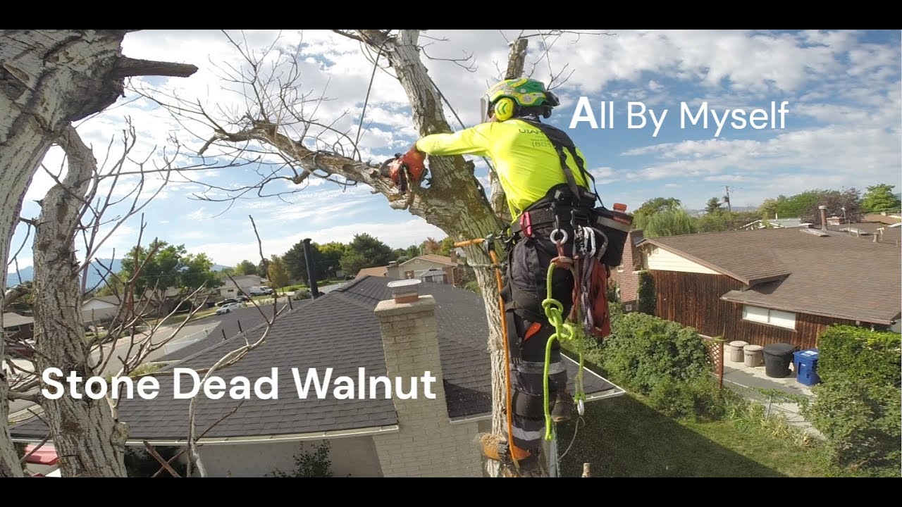 Stone Dead Walnut (All By Myself) - YouTube