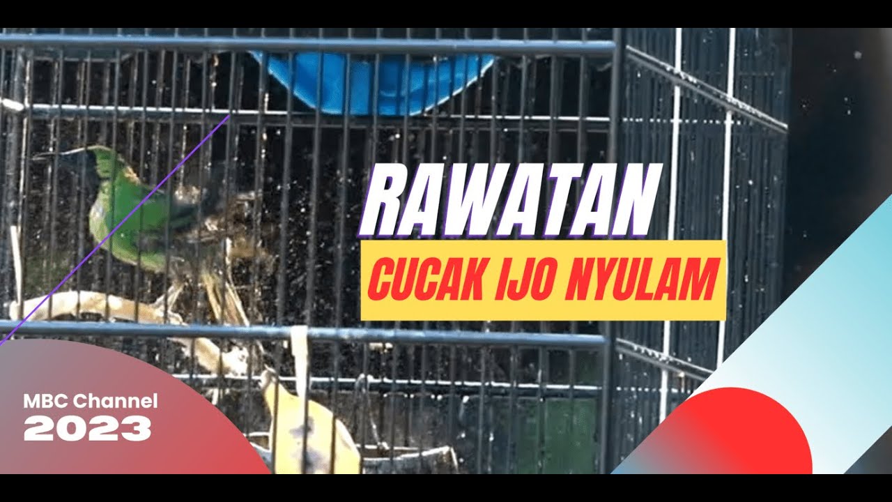 RAWATAN CUCAK IJO NYULAM AGAR TIDAK DIDIS GANTANGAN - YouTube