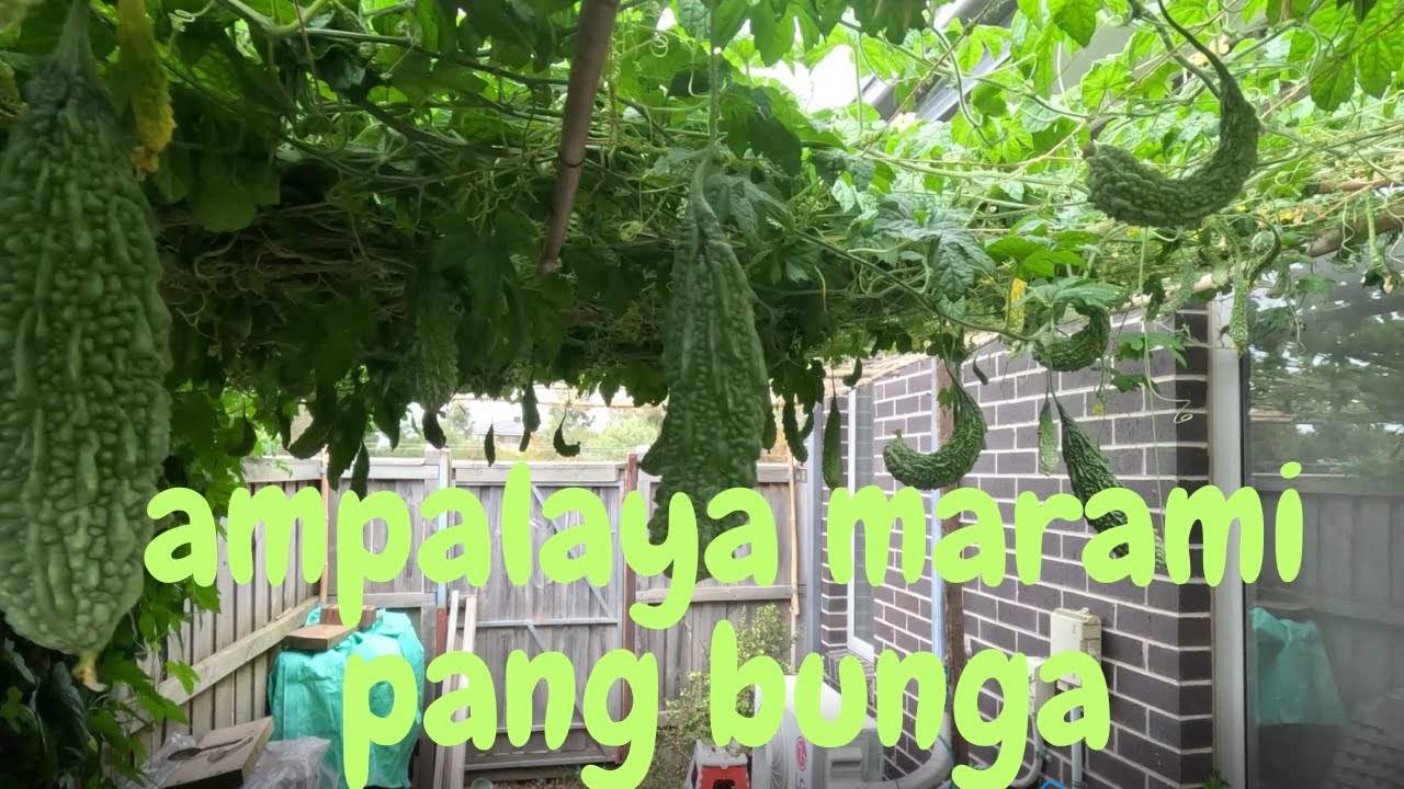 MARAMI PANG BUNGA ANG AMPALAYA,TALONG, SITAW AT SILI - YouTube
