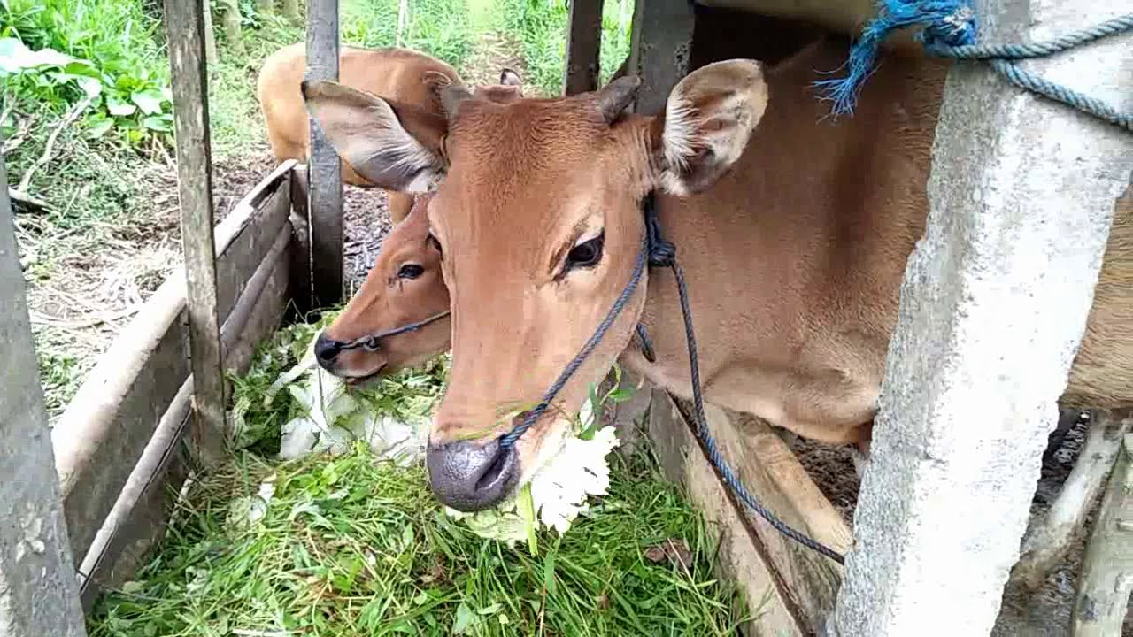 sapi lucu, sapi makan rumput vidio sapi untuk anak anak - YouTube