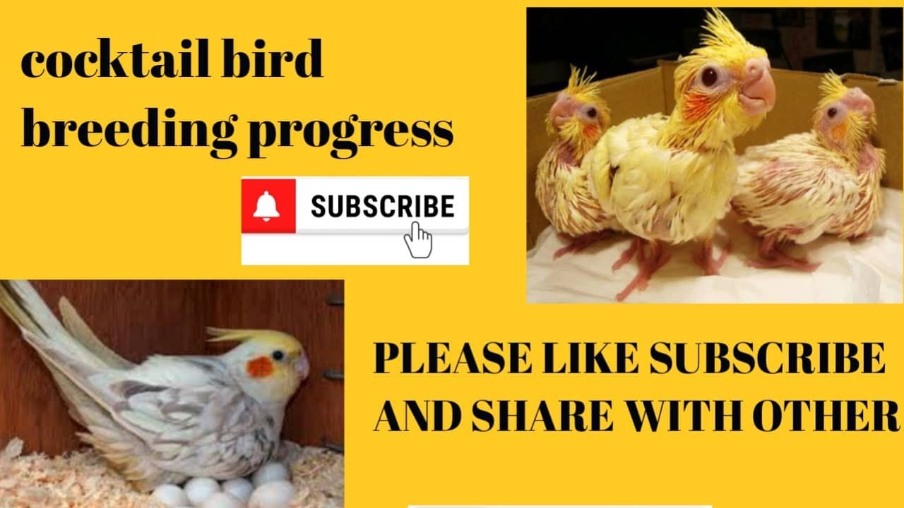 Cocktail Bird Breeding progress - YouTube