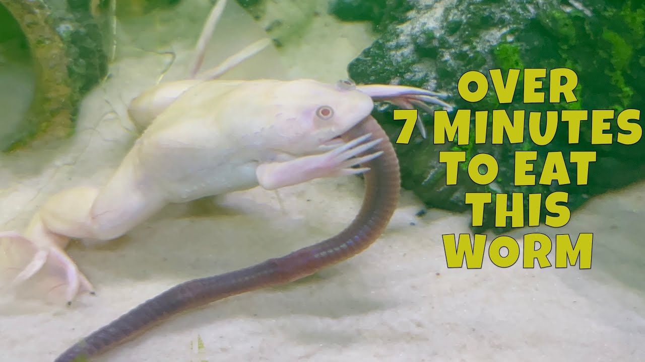 African Clawed Frog Feeding | Massive Worm Took Him Over 7 Minutes to ...