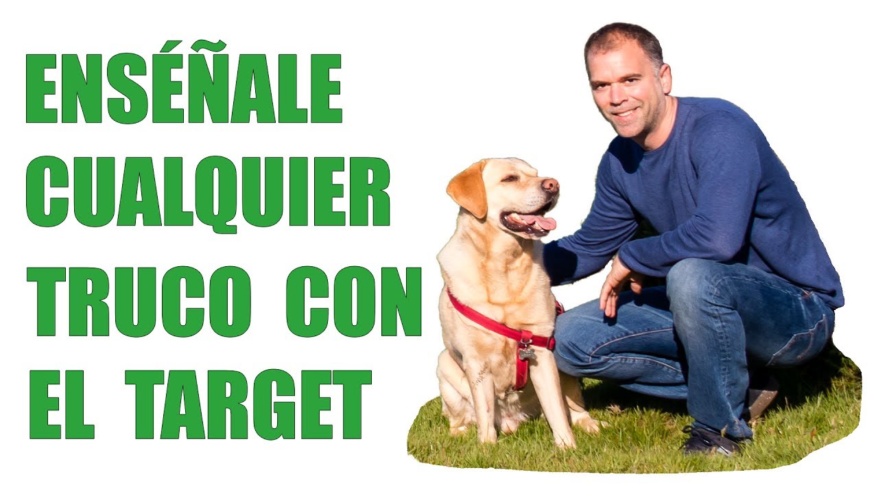 ¿Tu Perro NO APRENDE? Usa el TARGET para Enseñarle Cualquier TRUCO ...